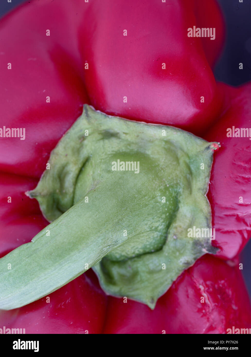 Capsicum annuum red sweet pepper vegetable vegetables paprika peppers ...