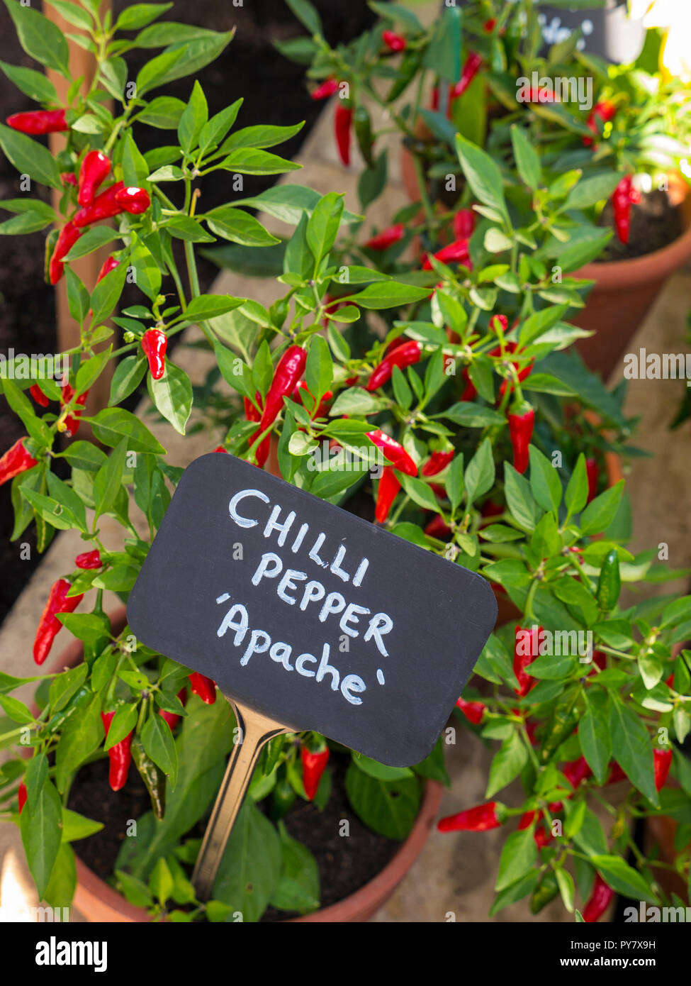 Red apache vegetable chilli peppers hi-res stock photography and images ...