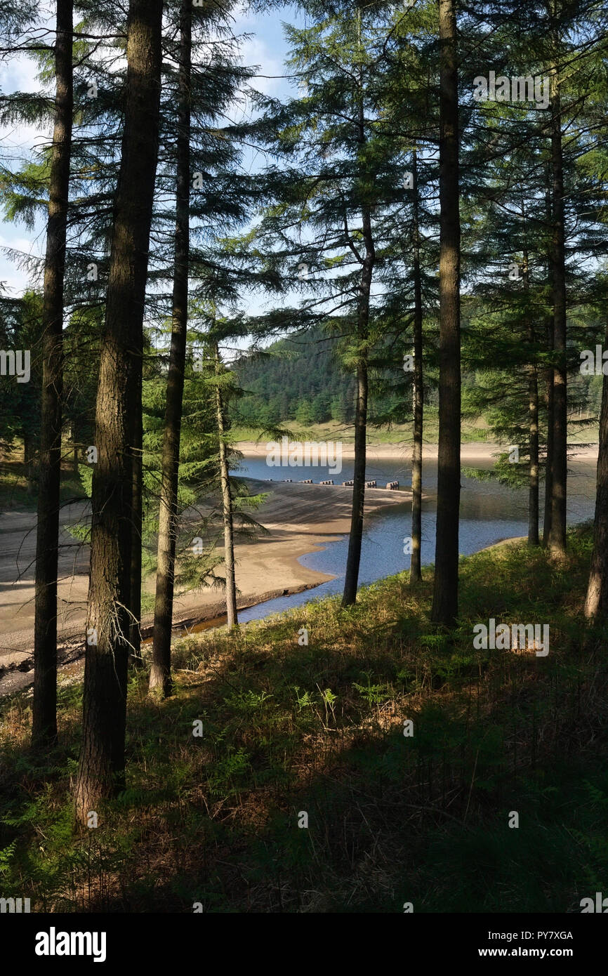 Forestry Plantation, Derwent Reservoir, Derbyshire England Stock Photo ...