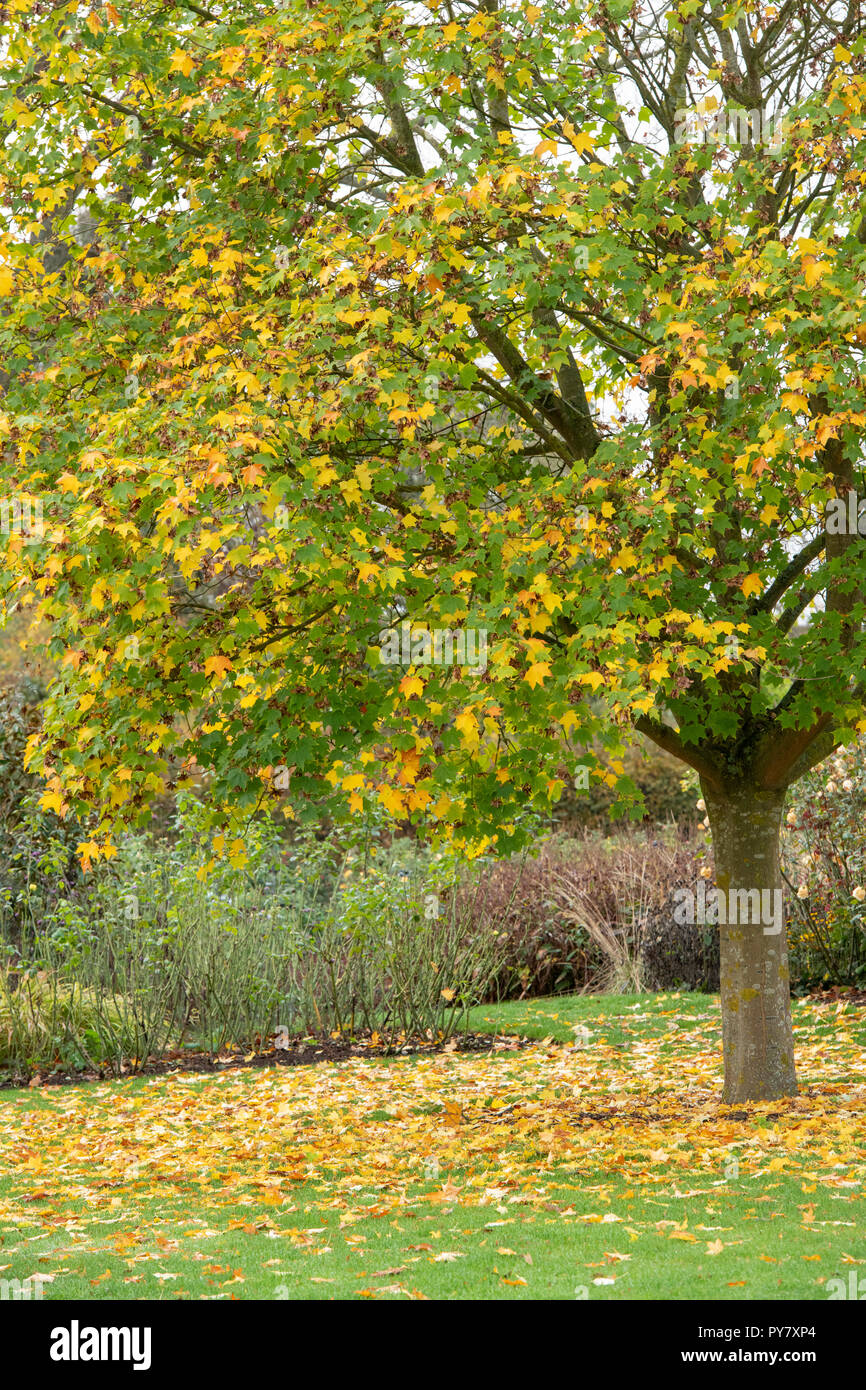 Acer cappadocicum 'Aureum' . Golden Cappadocian maple tree canopy in ...
