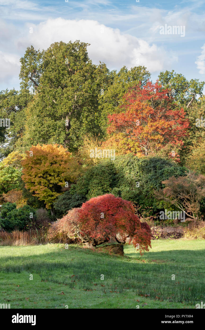 Autumn foliage at RHS Wisley gardens, Surrey, England Stock Photo - Alamy