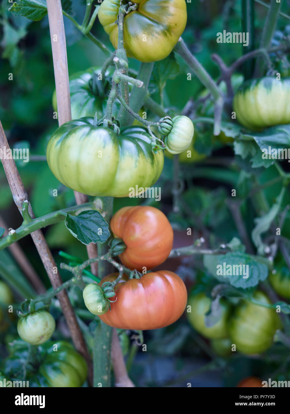 Green tomatoes growing in English garden Stock Photo - Alamy