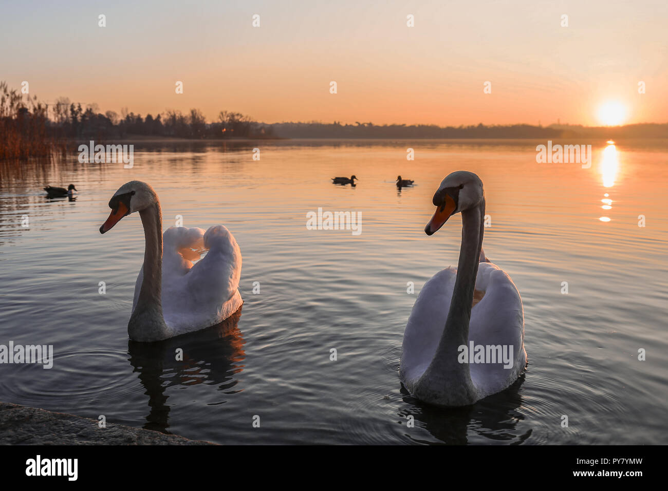 Uccelli di hi-res stock photography and images - Alamy