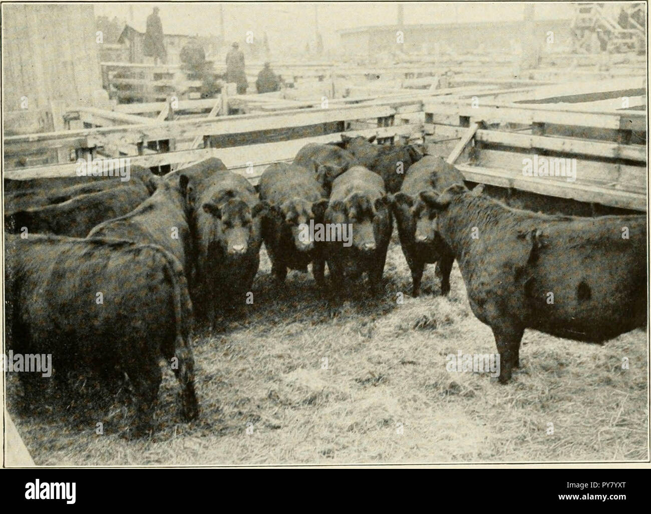 "Supremacy of Aberdeen-Angus cattle; results of leading fat stock shows ...
