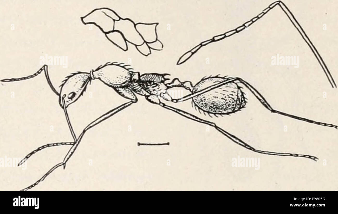 "Ants; their structure, development and behavior" (1910 Stock Photo - Alamy