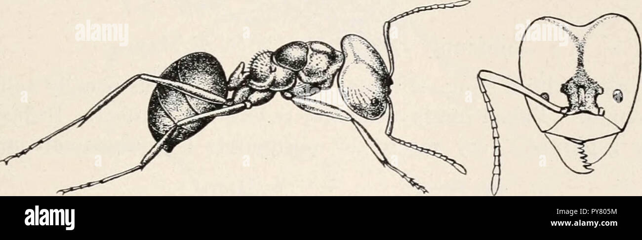 "Ants; their structure, development and behavior" (1910 Stock Photo - Alamy