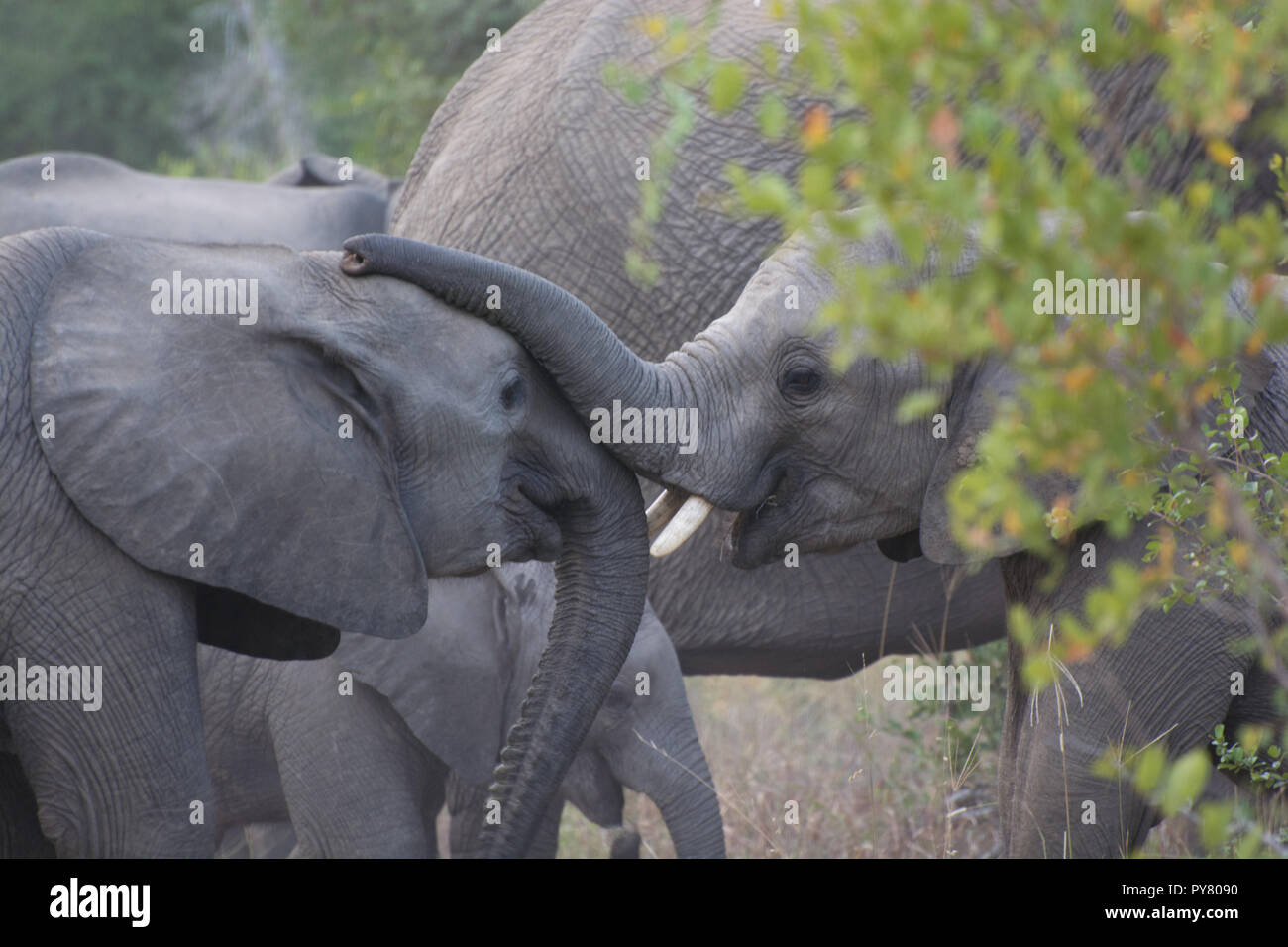 A family group of African elephants (Loxodonta africana) greet each ...