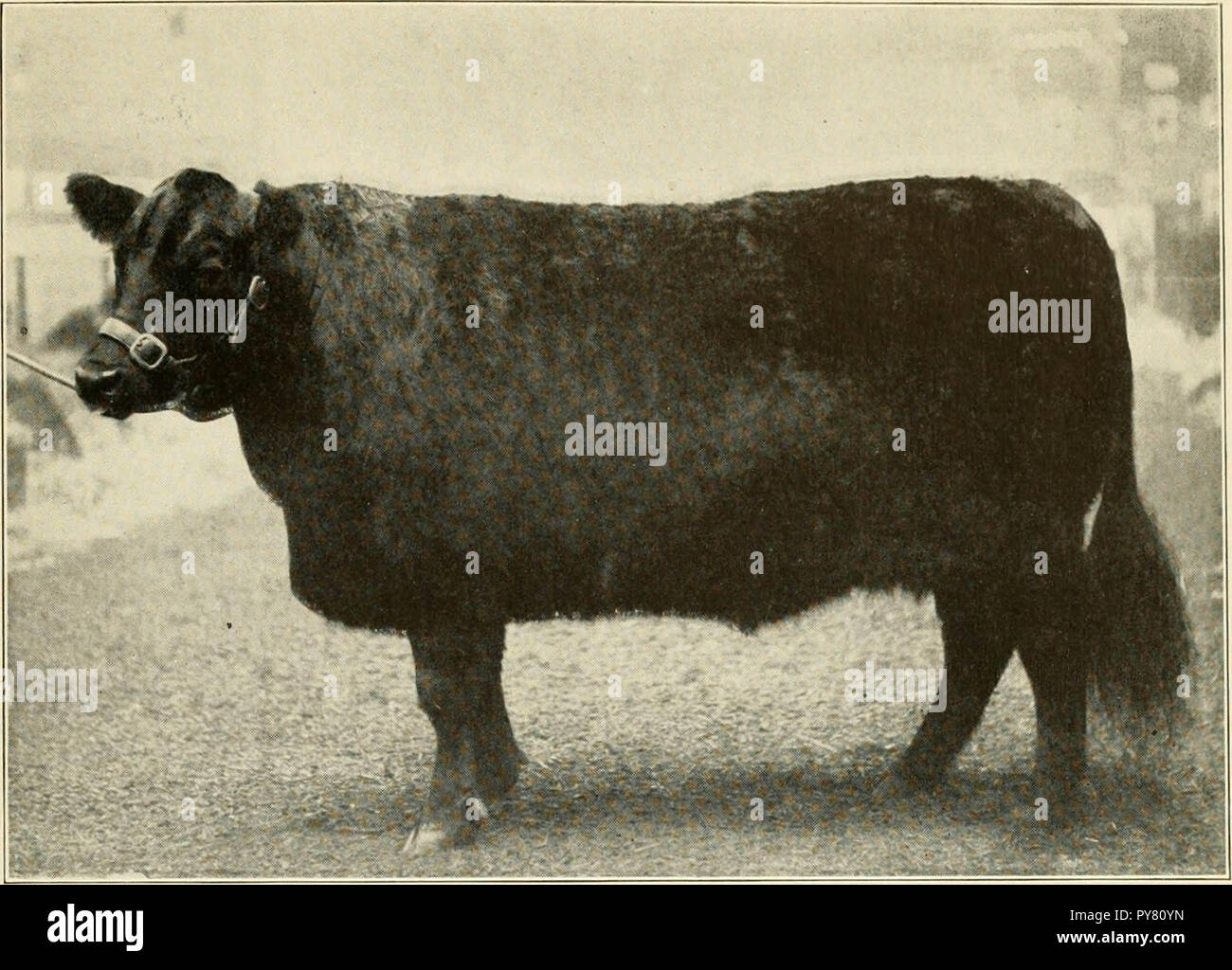 "Supremacy of Aberdeen-Angus cattle; results of leading fat stock shows ...