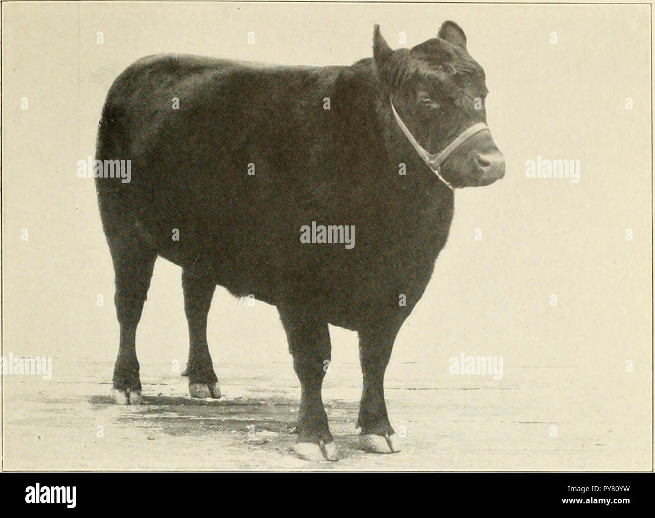 "Supremacy of Aberdeen-Angus cattle; results of leading fat stock shows ...