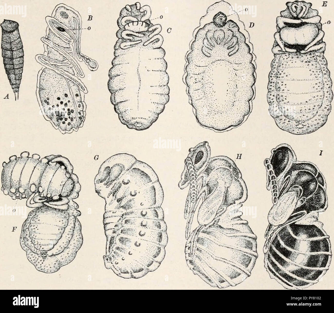 "Ants; their structure, development and behavior" (1910 Stock Photo - Alamy