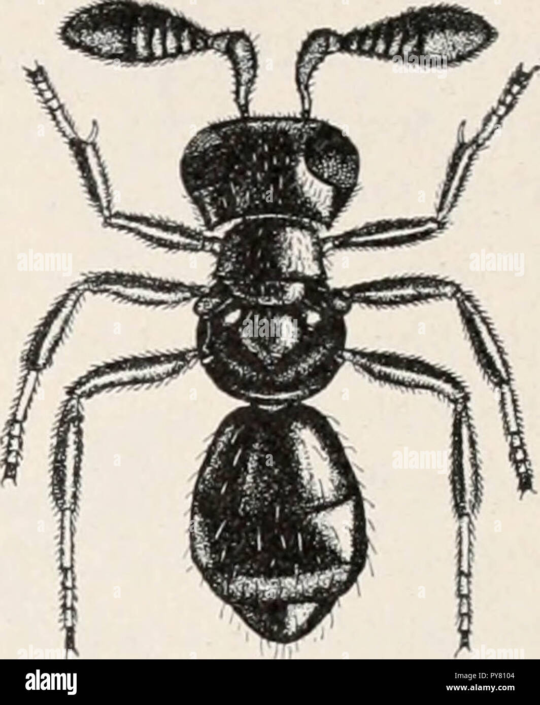 "Ants; their structure, development and behavior" (1910 Stock Photo - Alamy