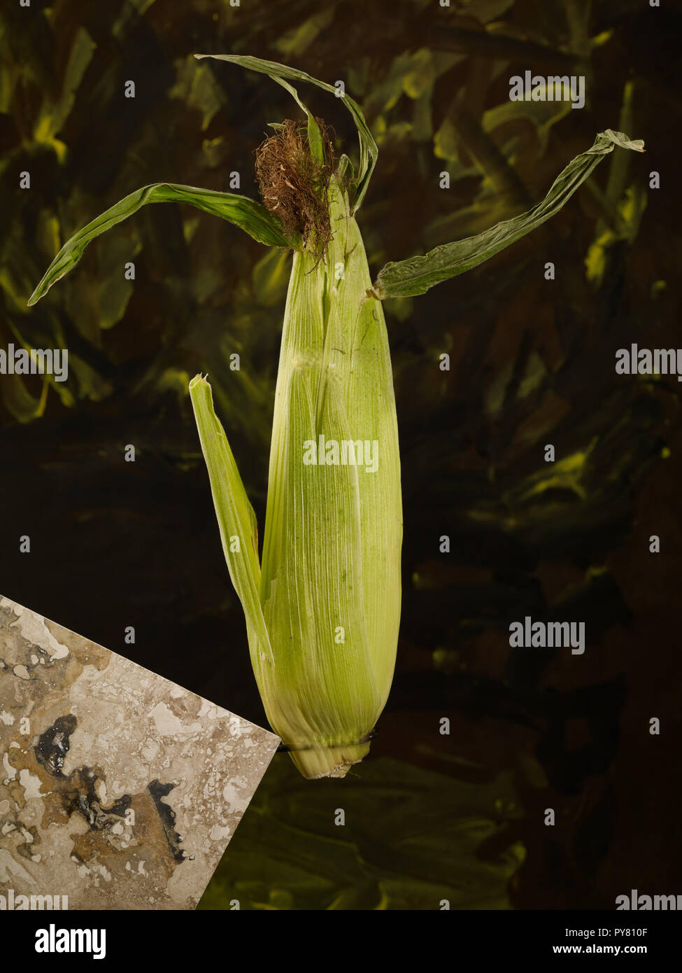 Single corn cob, maize, still-life Stock Photo - Alamy