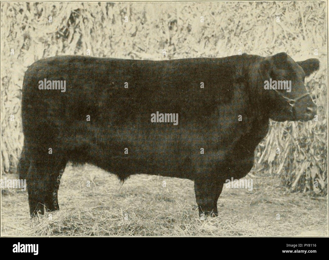 "Supremacy of Aberdeen-Angus cattle; results of leading fat stock shows ...