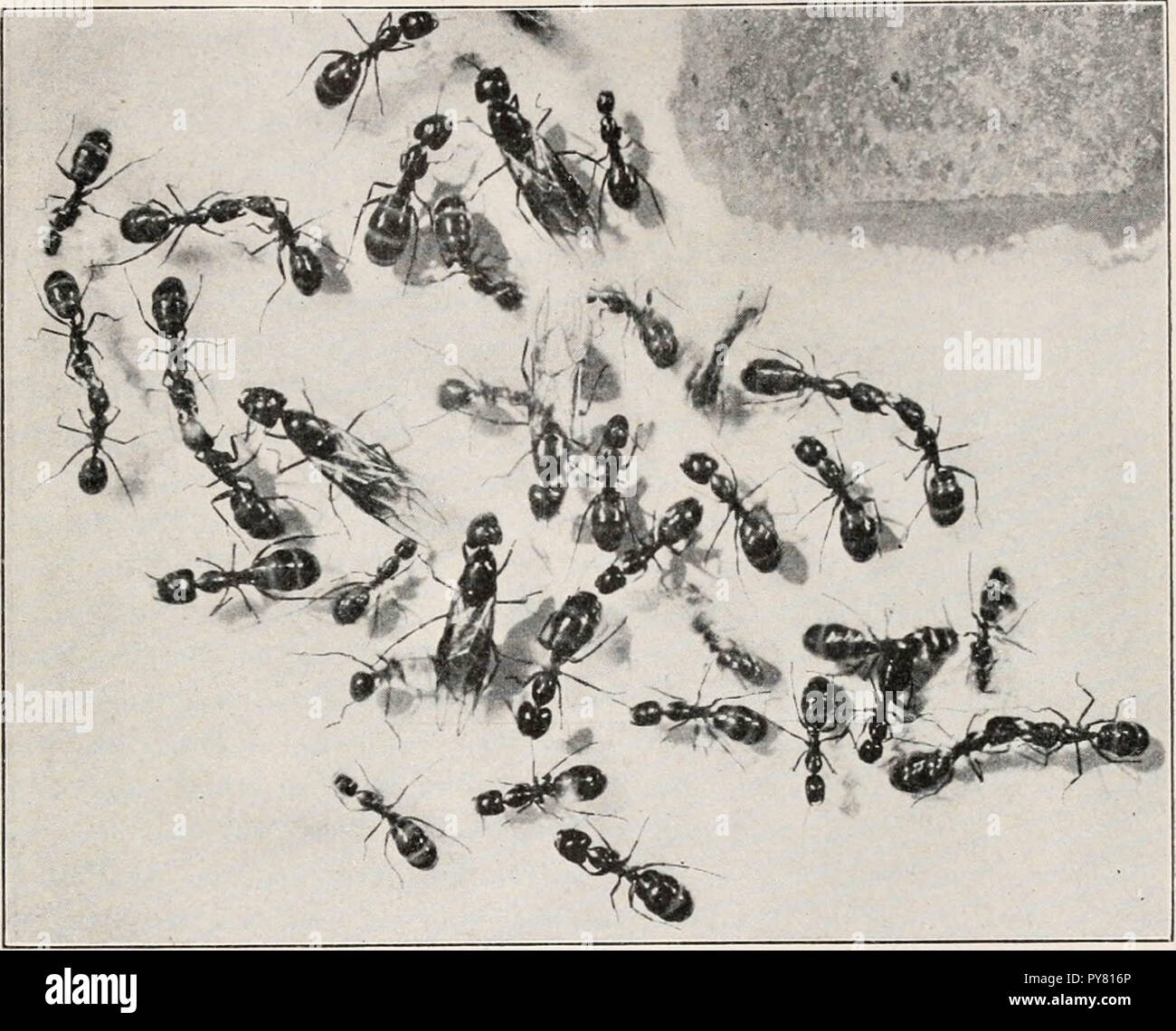 "Ants; their structure, development and behavior" (1910 Stock Photo - Alamy