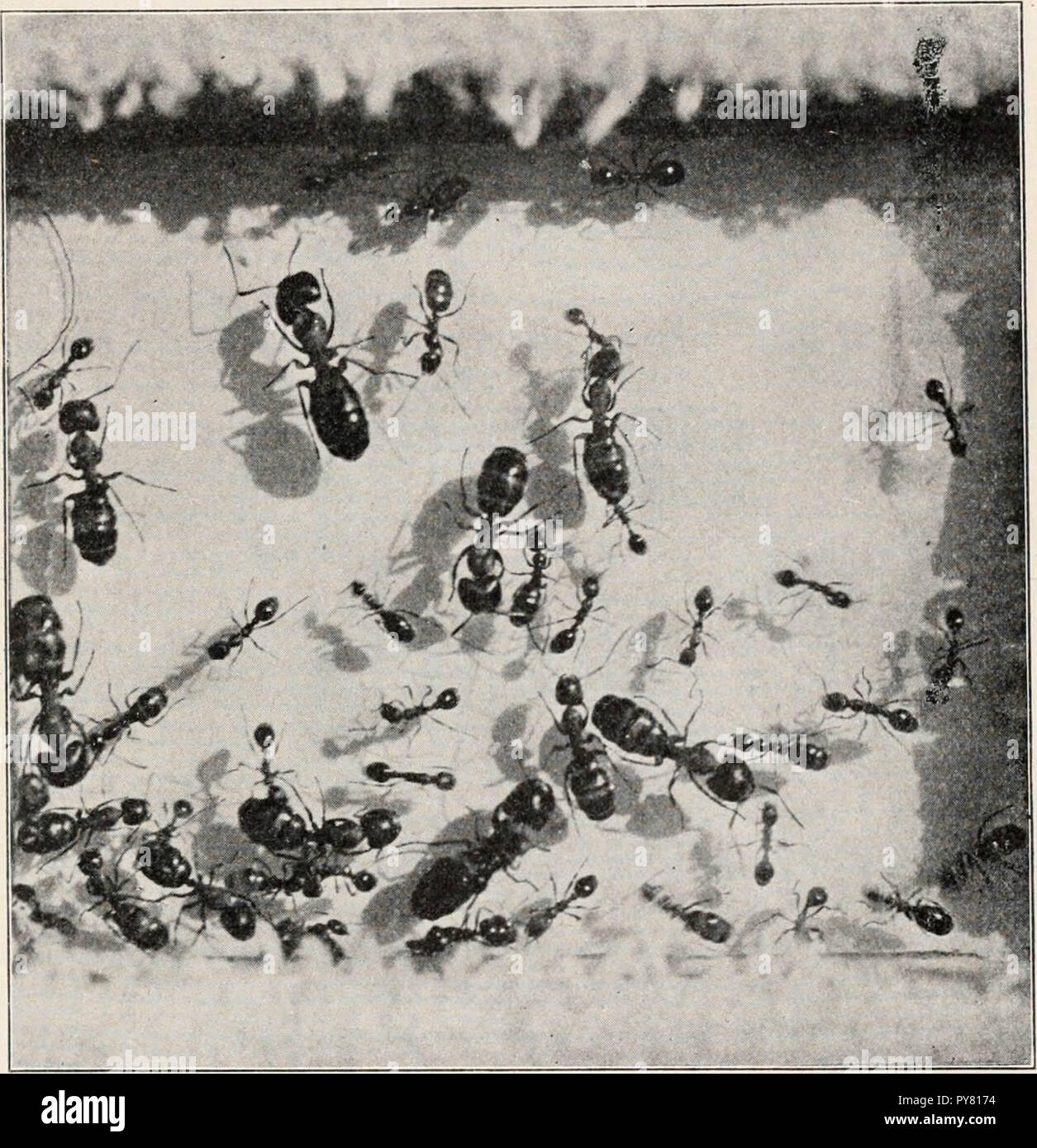 "Ants; their structure, development and behavior" (1910 Stock Photo - Alamy