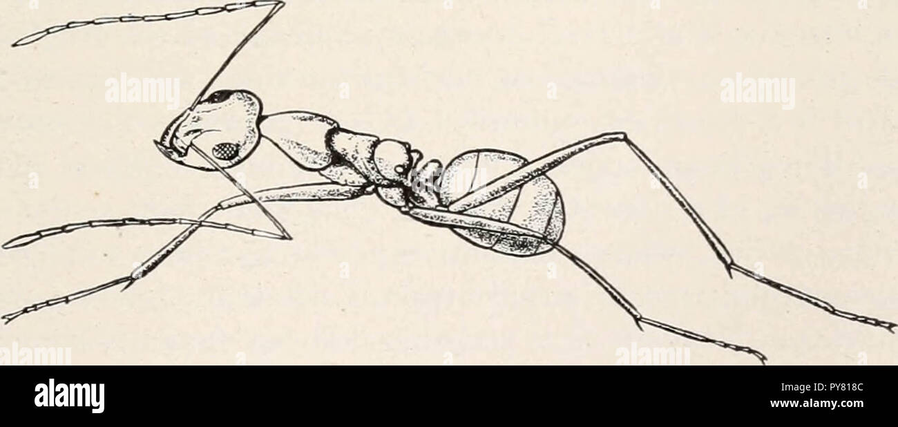"Ants; their structure, development and behavior" (1910 Stock Photo - Alamy