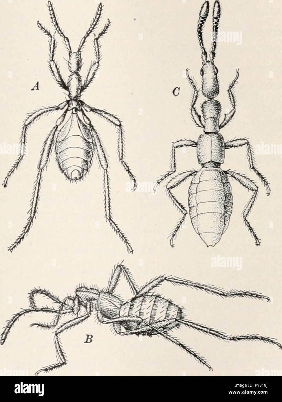 "Ants; their structure, development and behavior" (1910 Stock Photo - Alamy