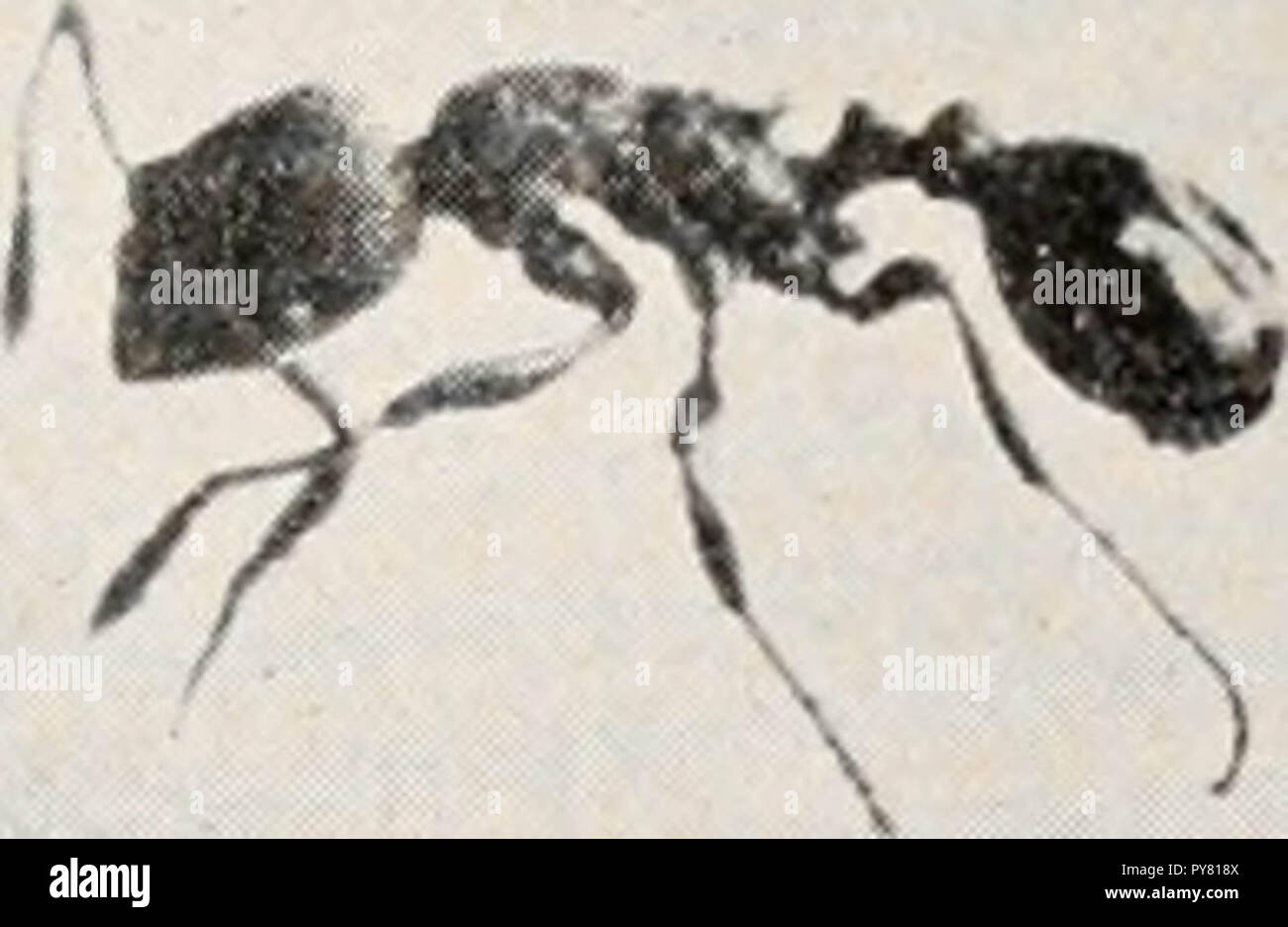 "Ants; their structure, development and behavior" (1910 Stock Photo - Alamy
