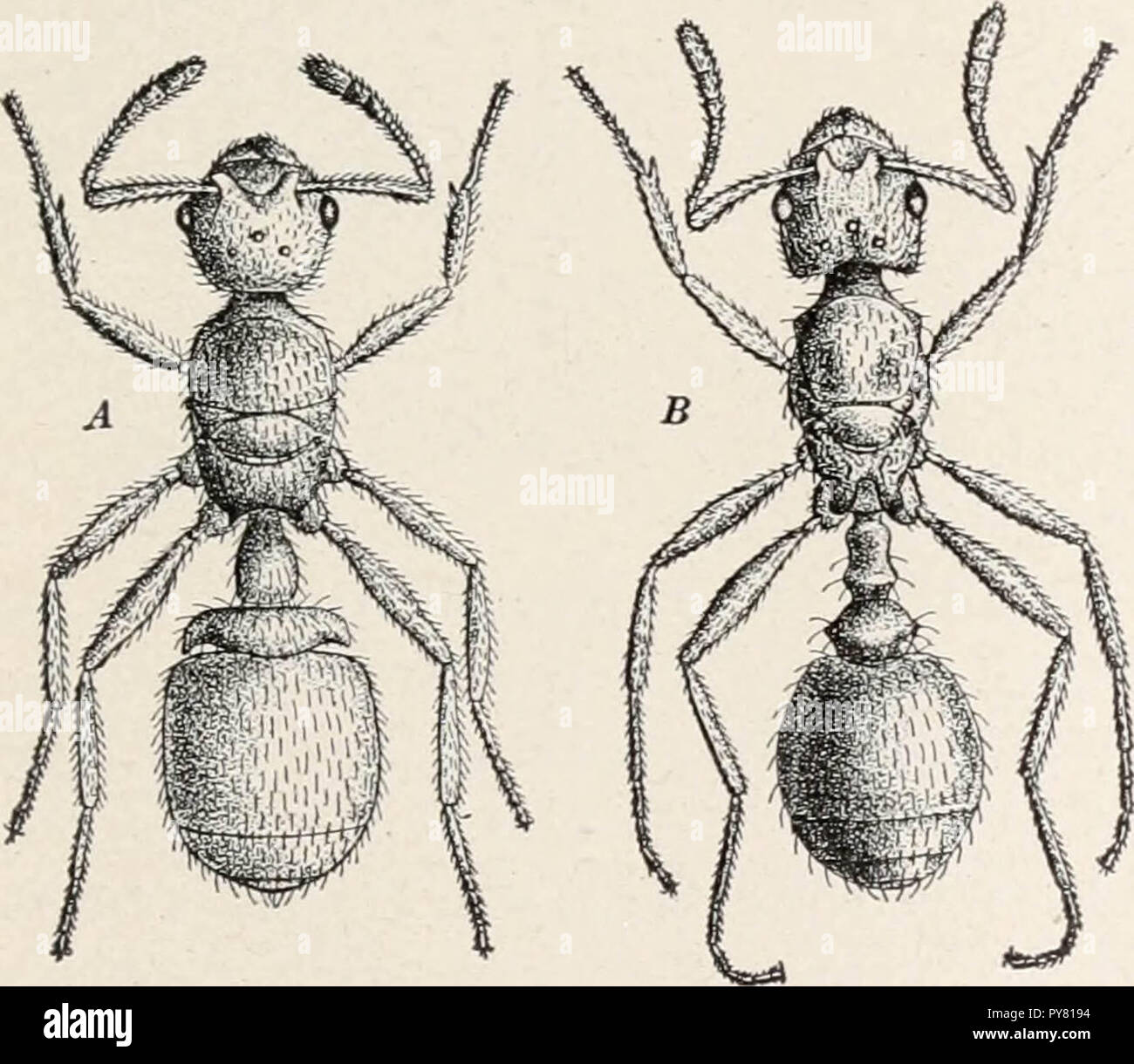 "Ants; their structure, development and behavior" (1910 Stock Photo - Alamy