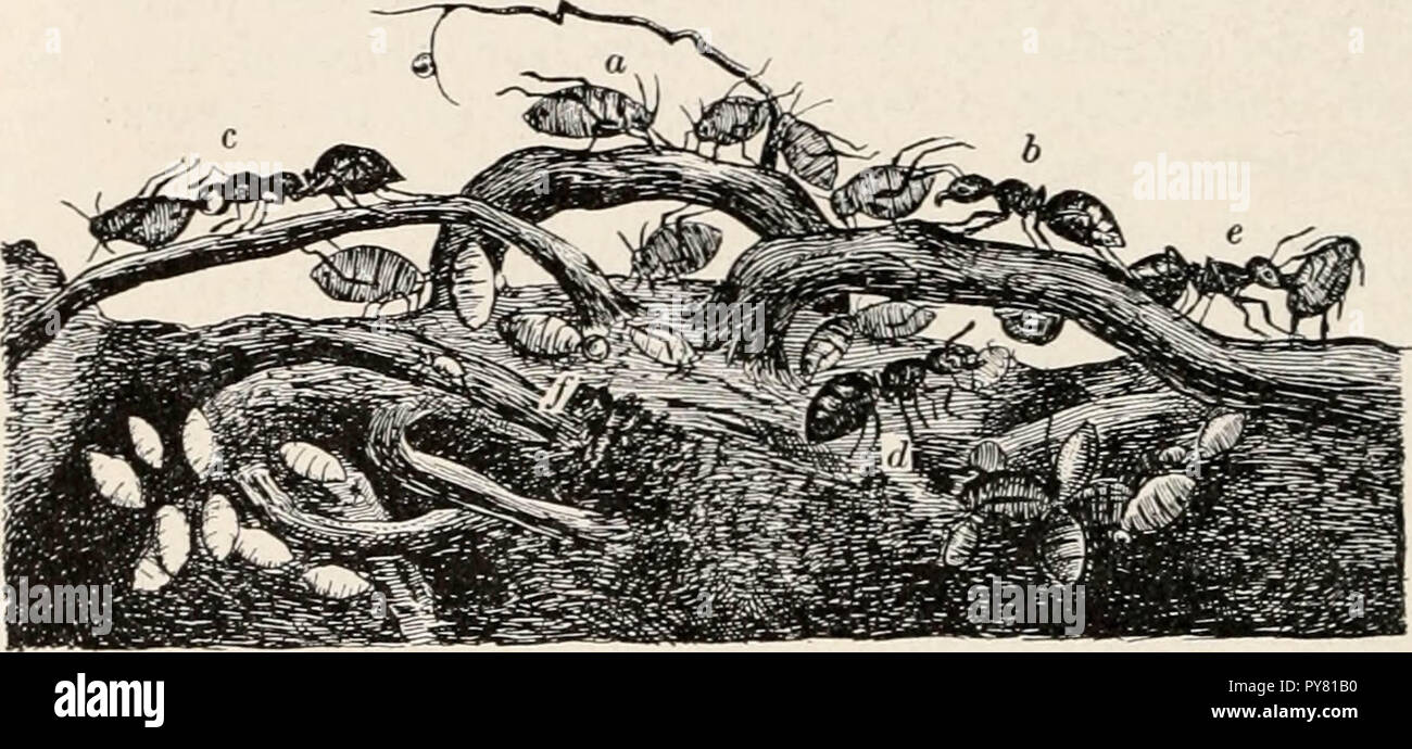 "Ants; their structure, development and behavior" (1910 Stock Photo - Alamy