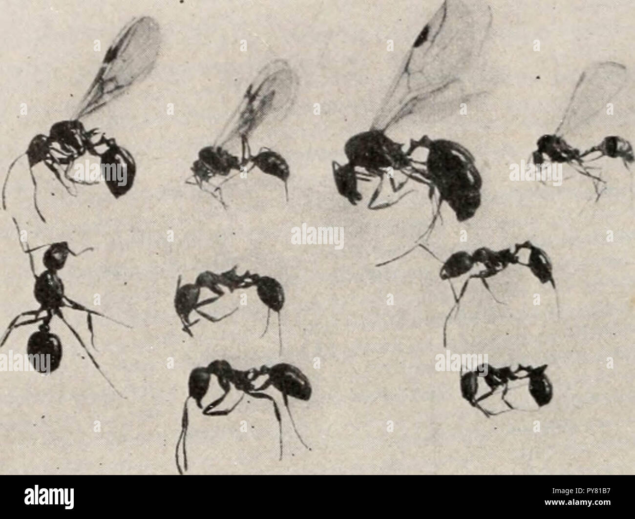 "Ants; their structure, development and behavior" (1910 Stock Photo - Alamy