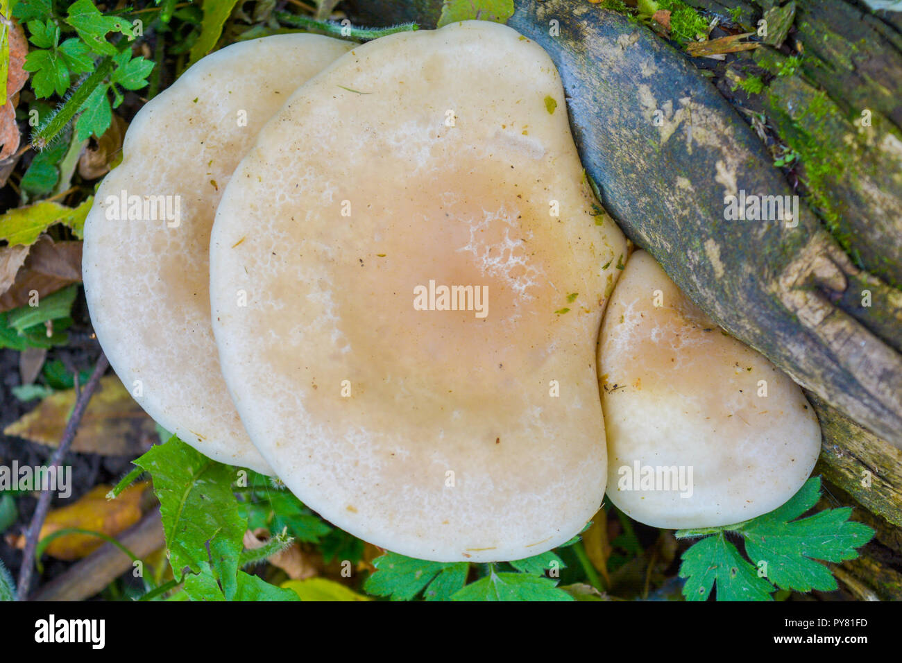 Close up top view light brown fresh wood mushroom cap growing on tree ...