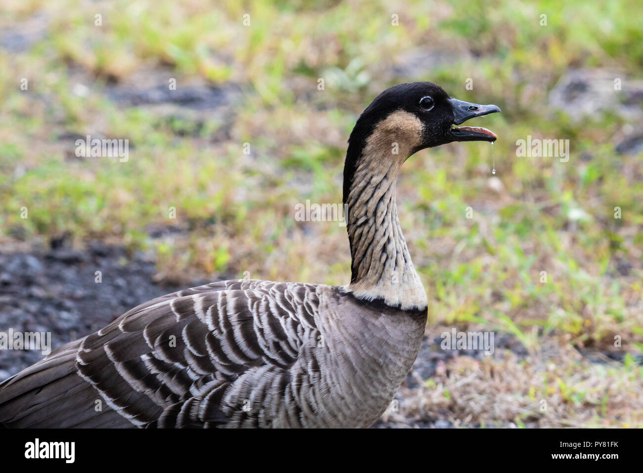 Nene Goose Clipart Cute