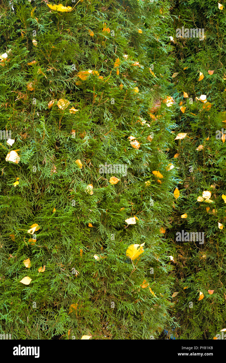 Tui green branches and autumn yellow fallen leaves. Vegetative green ...