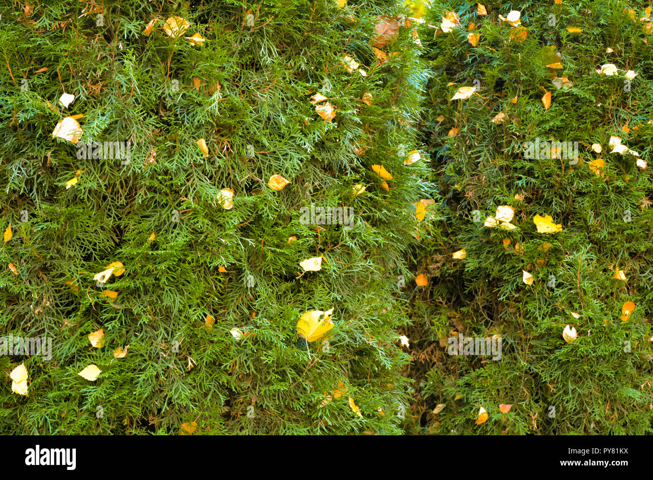 Tui green branches and autumn yellow fallen leaves. Vegetative green ...