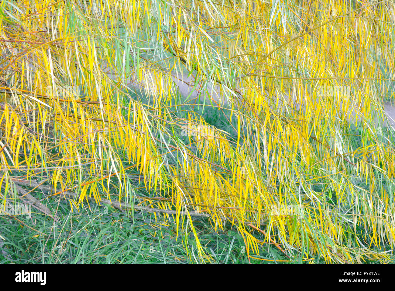Branches of weeping willow tree falling down in park. Wetland willow ...