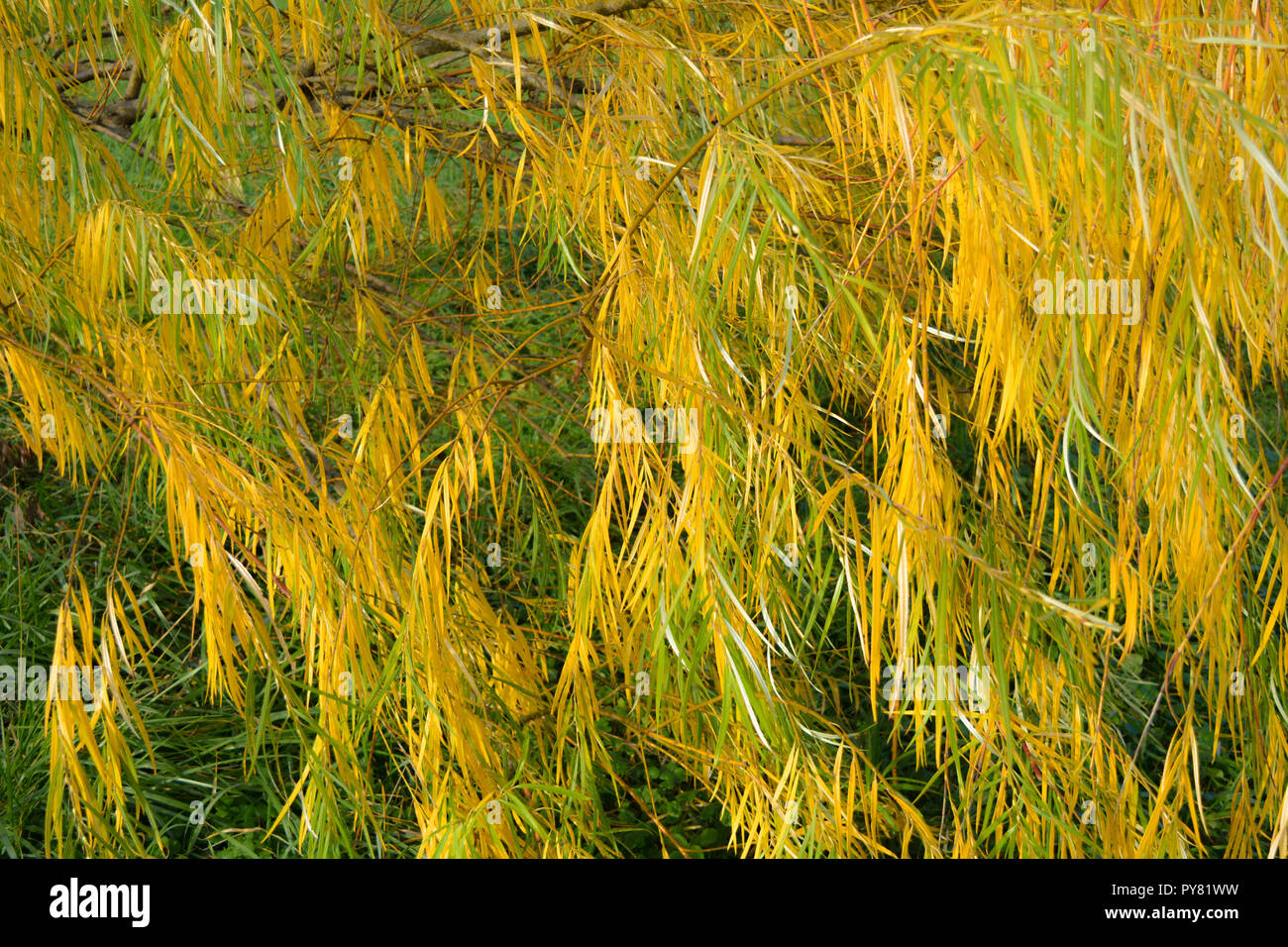 Branches of weeping willow tree falling down in park. Wetland willow ...