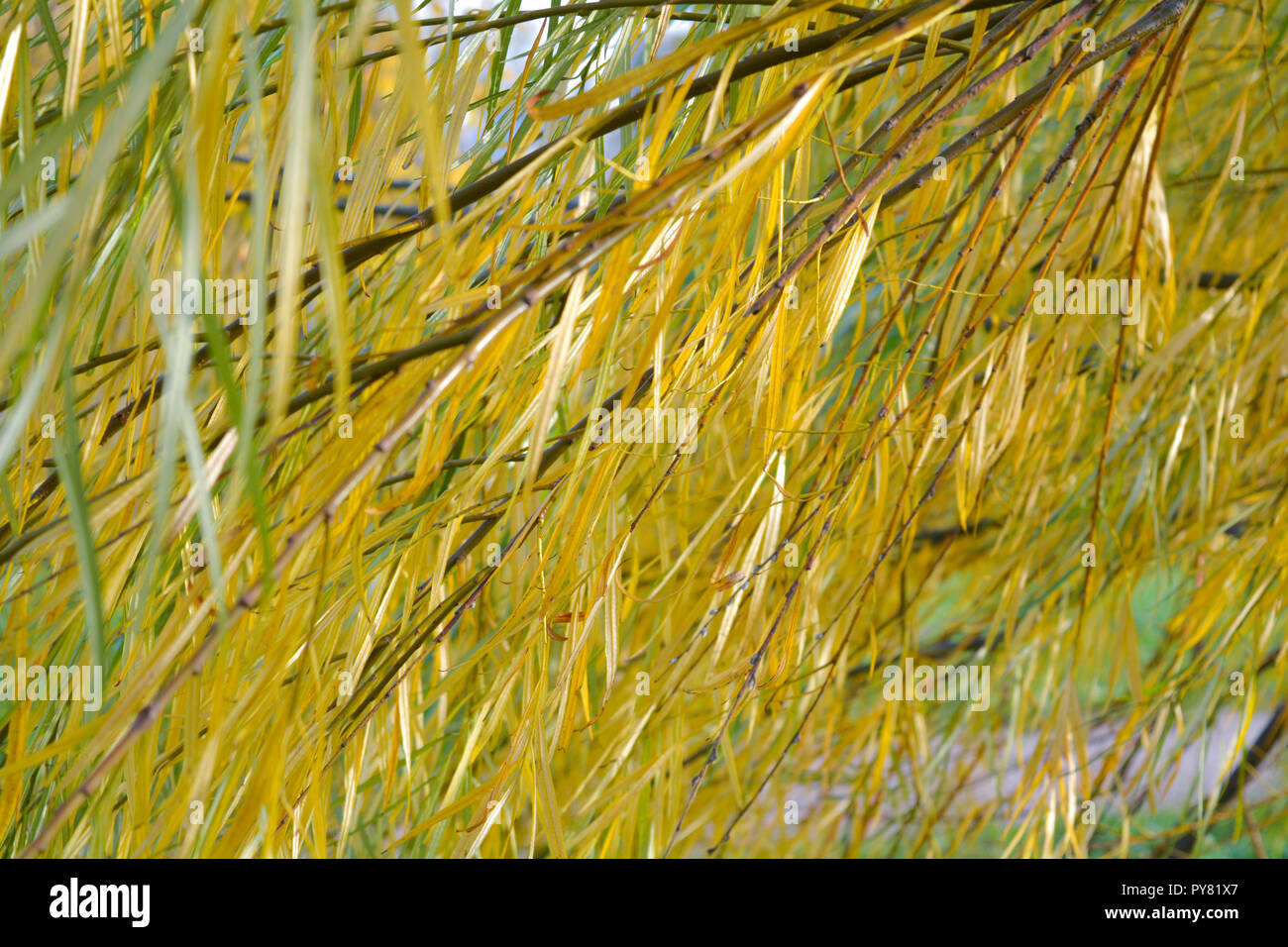 Branches of weeping willow tree falling down in park. Wetland willow ...