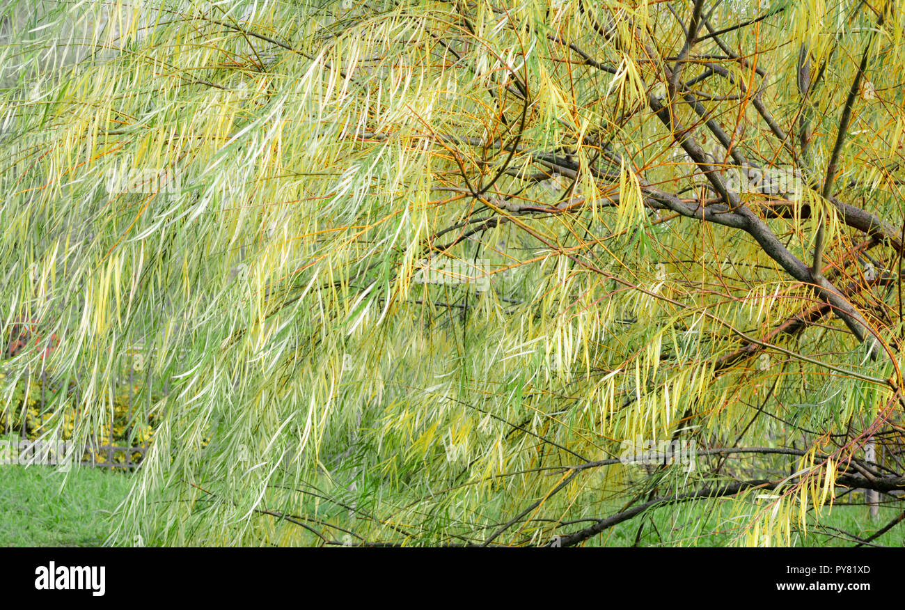 Branches of weeping willow tree falling down in park. Wetland willow ...