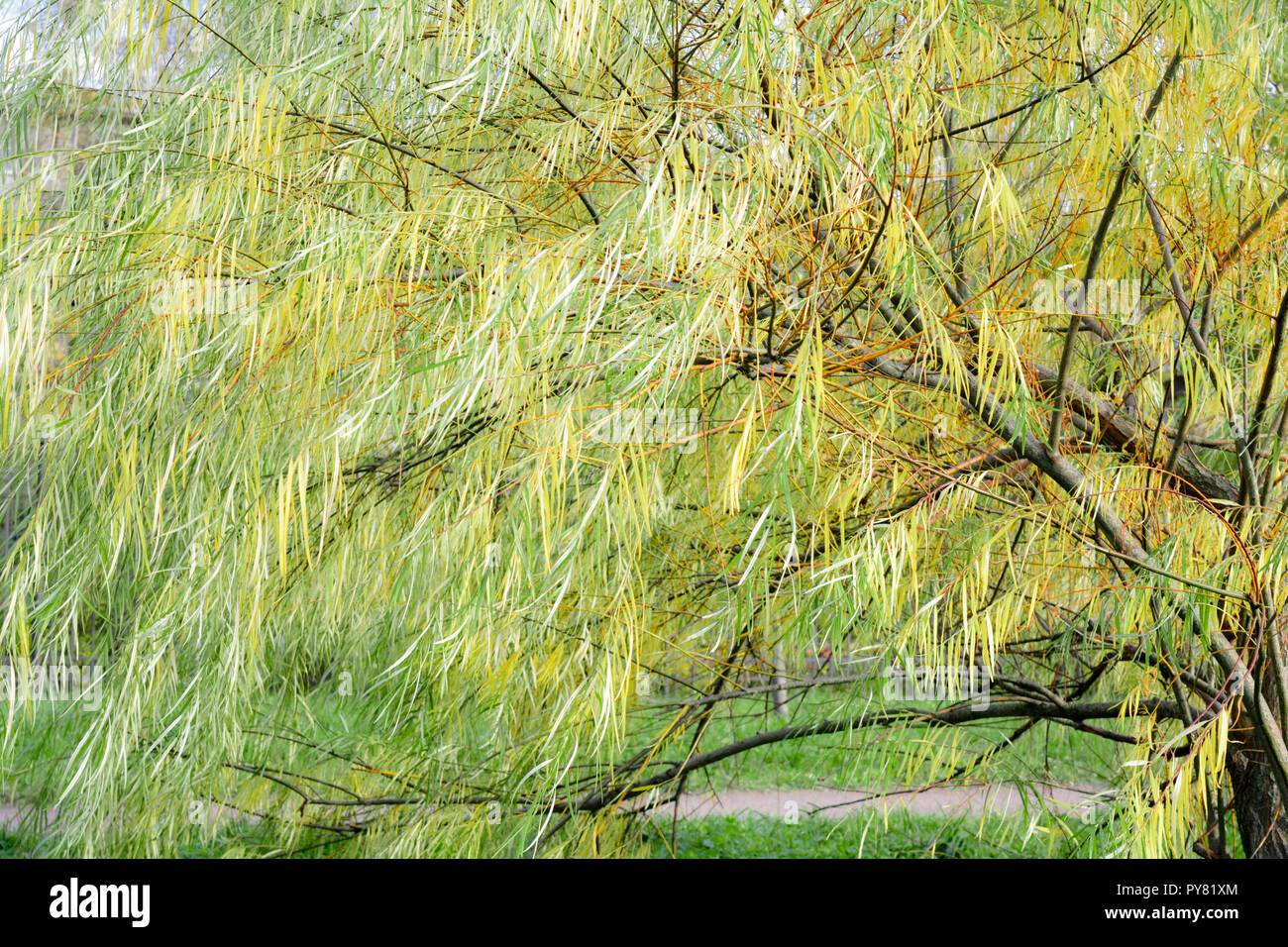 Tree Falling Down High Resolution Stock Photography and Images - Alamy
