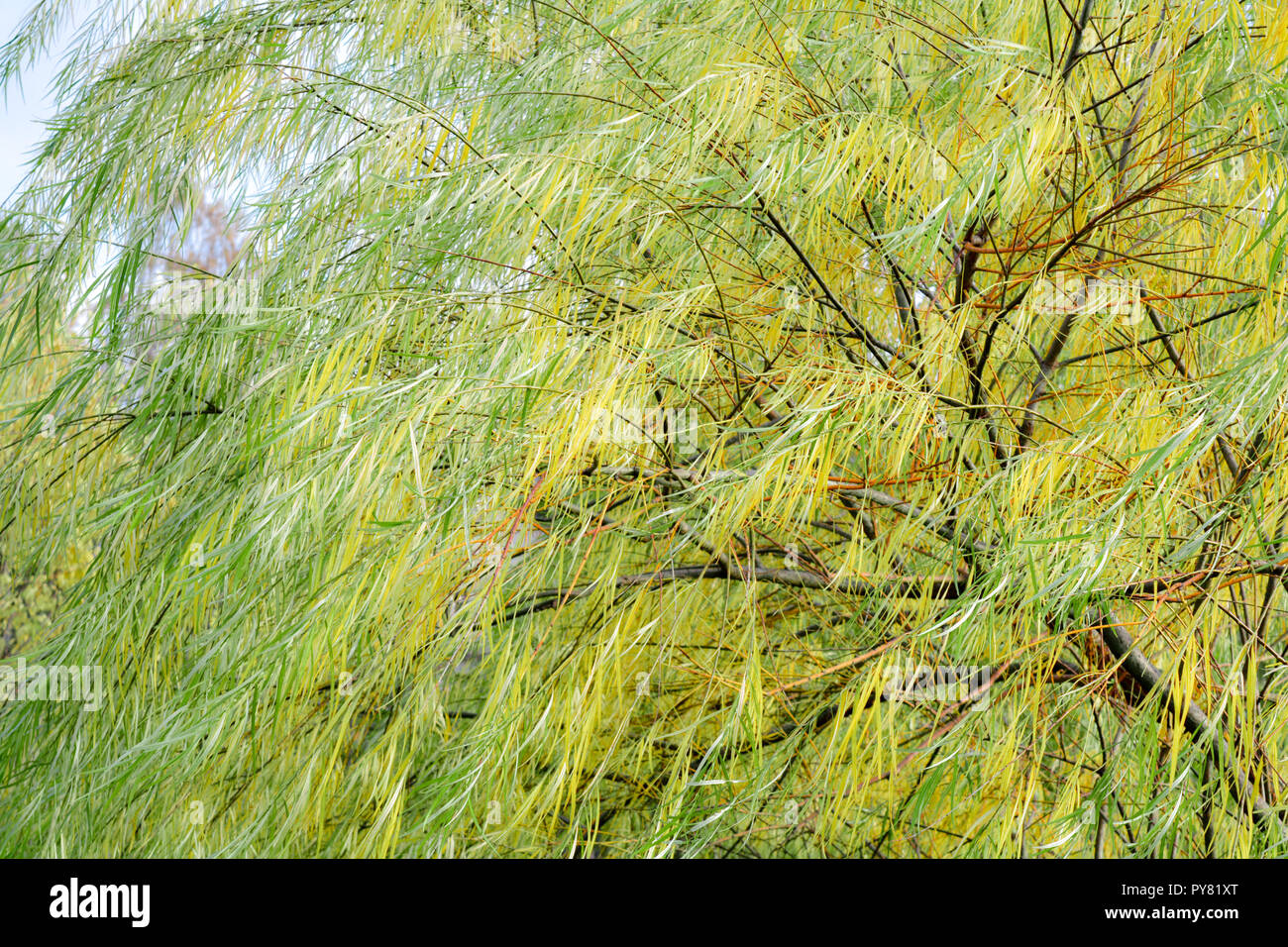 Branches of weeping willow tree falling down in park. Wetland willow ...