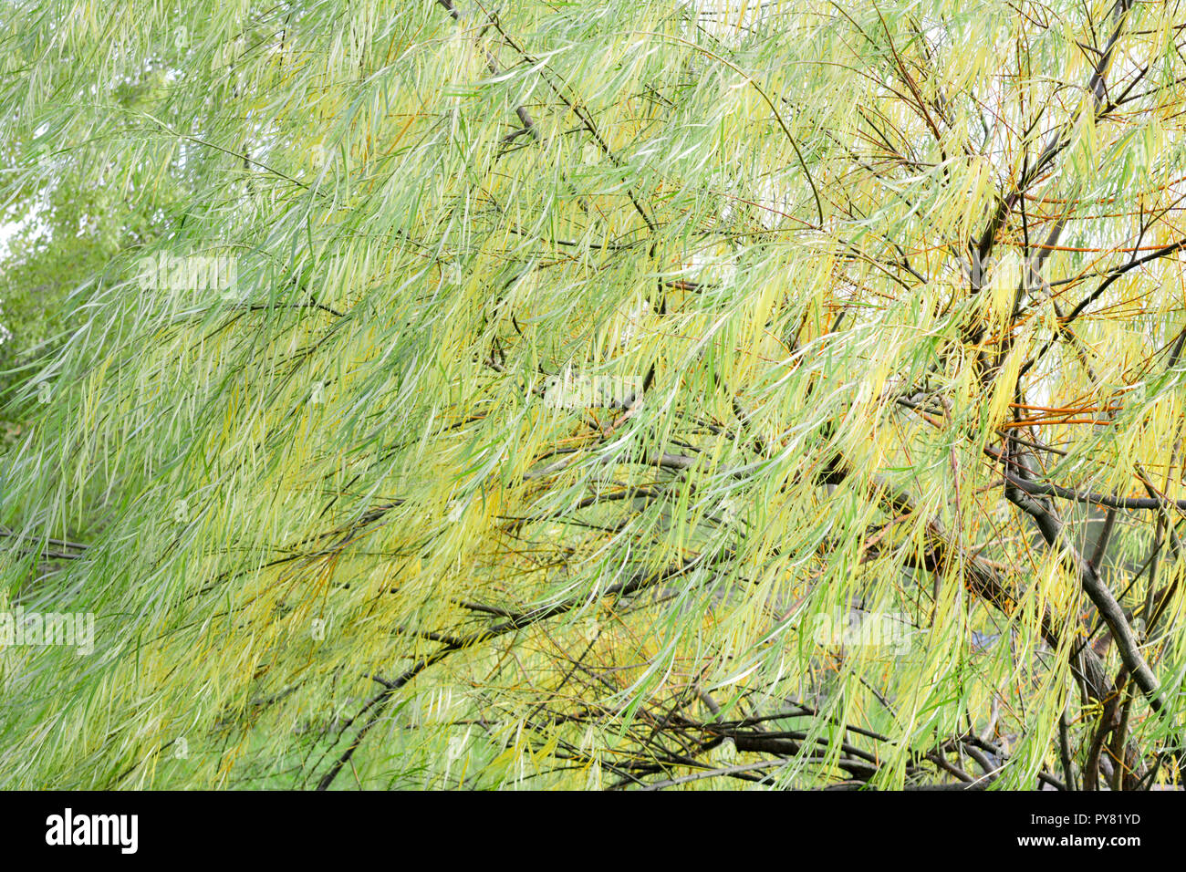 Long willow tree shadow hi-res stock photography and images - Alamy