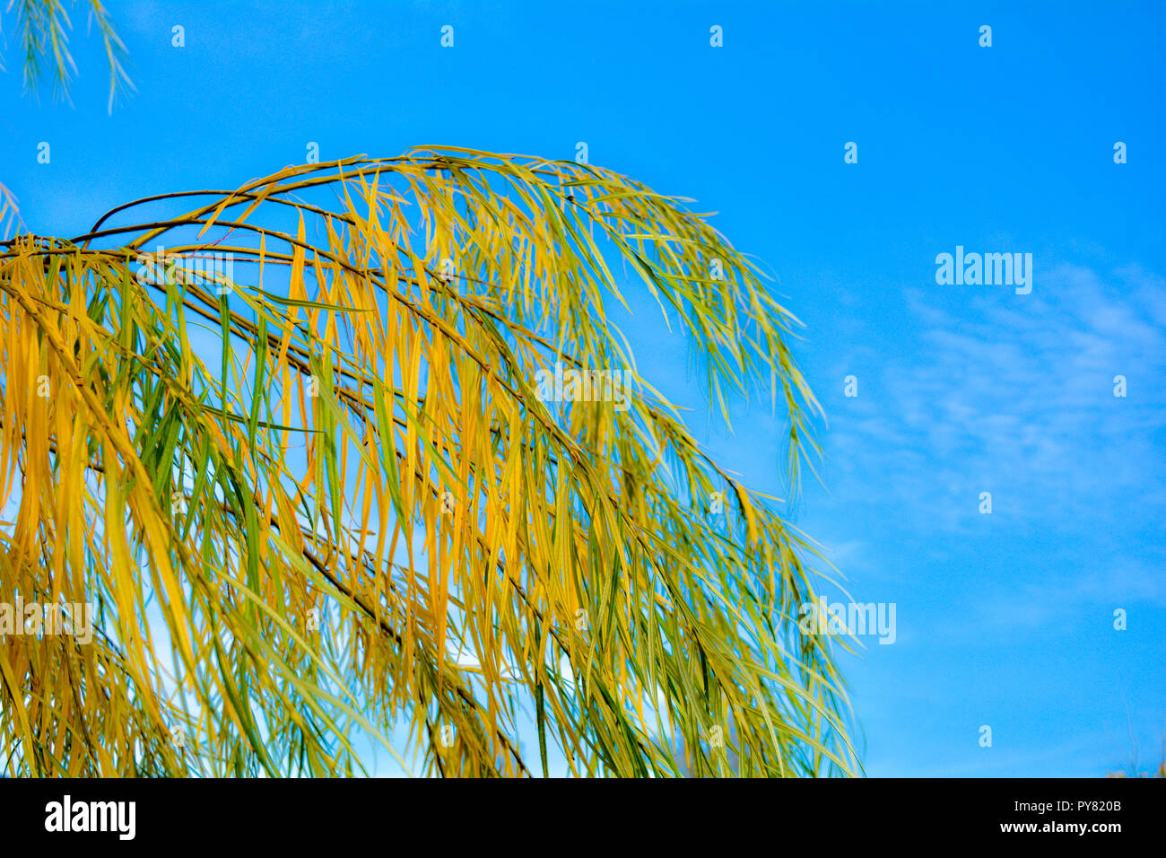 Branches of weeping willow tree falling down in park on blue sky ...
