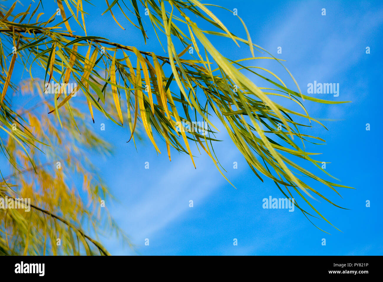 Branches of weeping willow tree falling down in park on blue sky ...