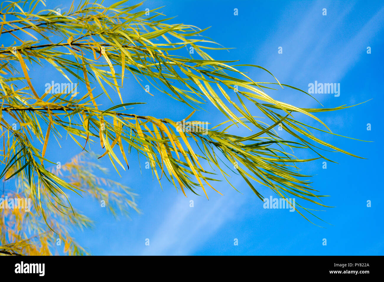 Branches of weeping willow tree falling down in park on blue sky ...