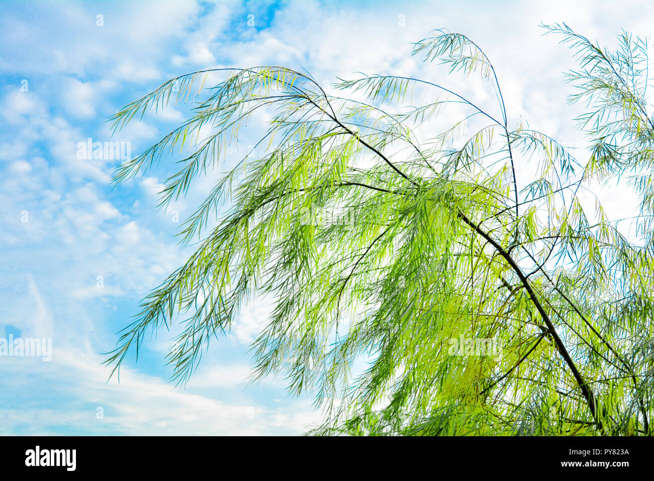 Branches of weeping willow tree falling down in park on blue sky with ...