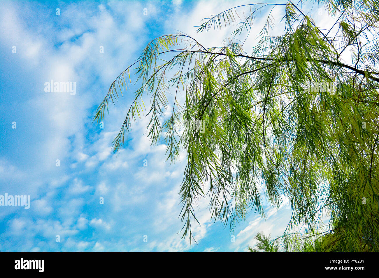 Branches of weeping willow tree falling down in park on blue sky with ...