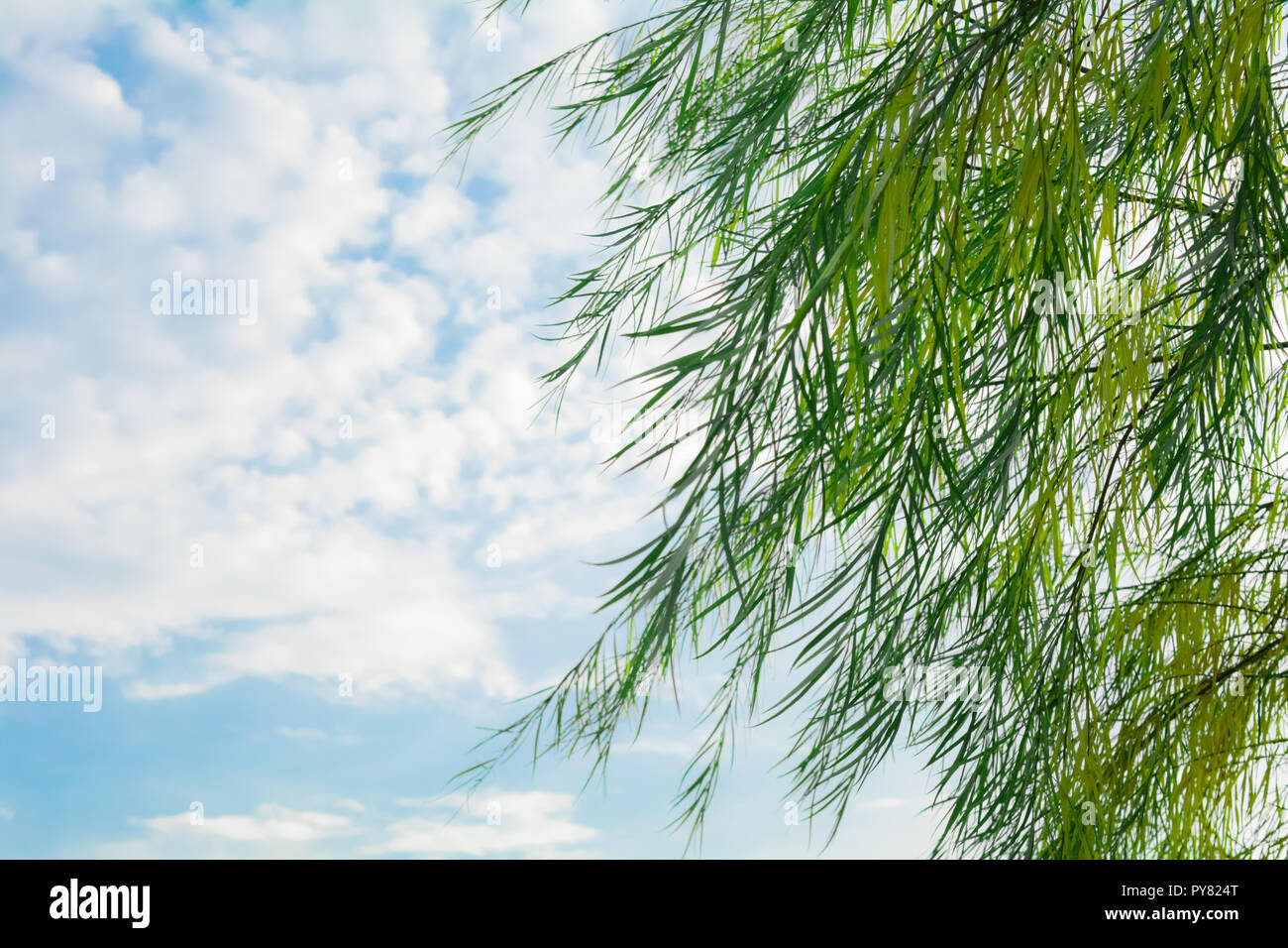 Branches of weeping willow tree falling down in park on blue sky with ...