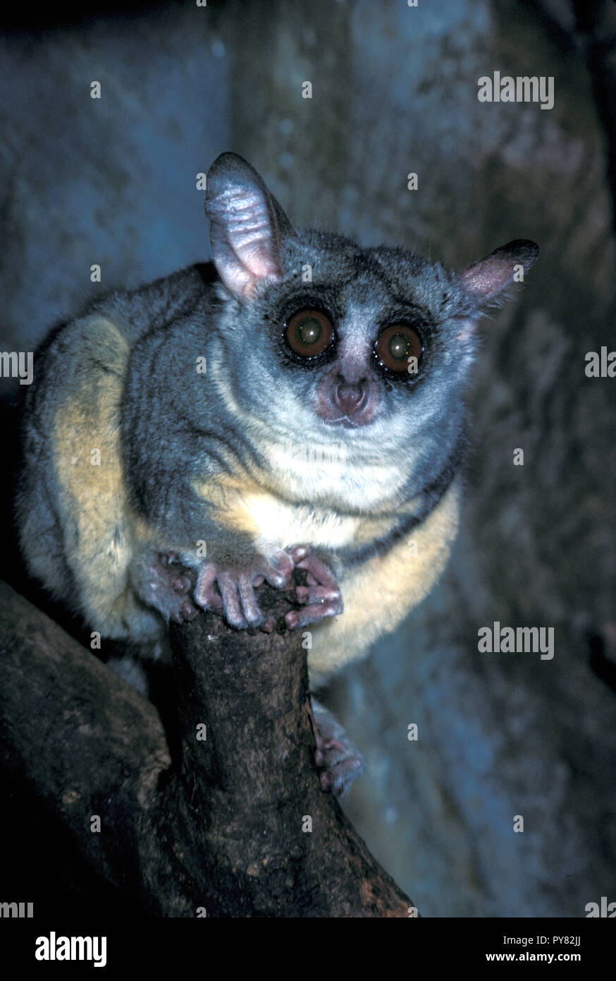 Mammal galago lesser hi-res stock photography and images - Alamy