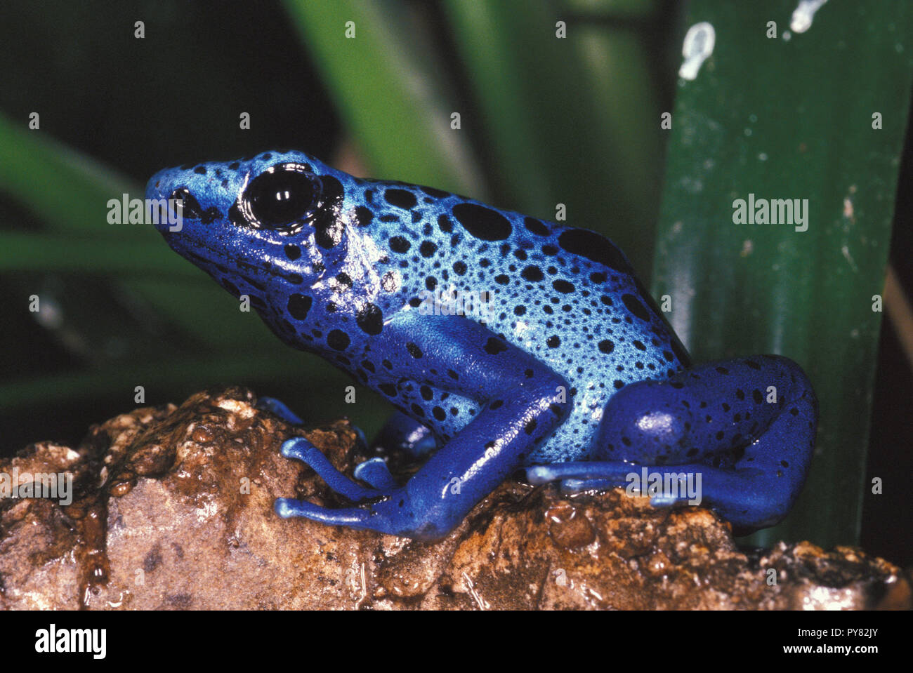 NOT 1085460 POISON DART FROG Dendrobates azureus southern Suriname and ...