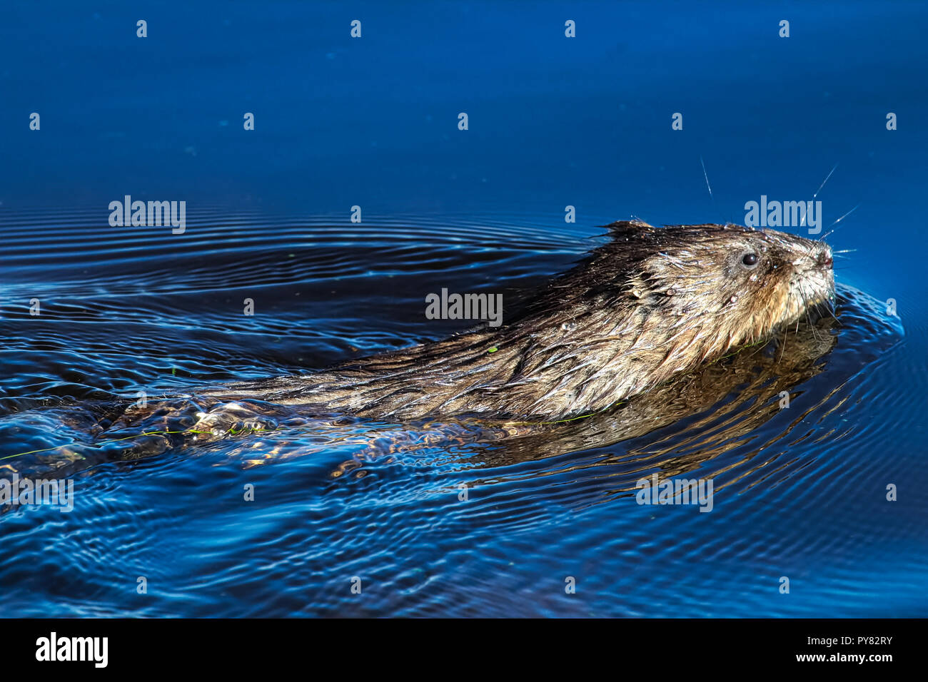 Muskrat swimming hi-res stock photography and images - Alamy