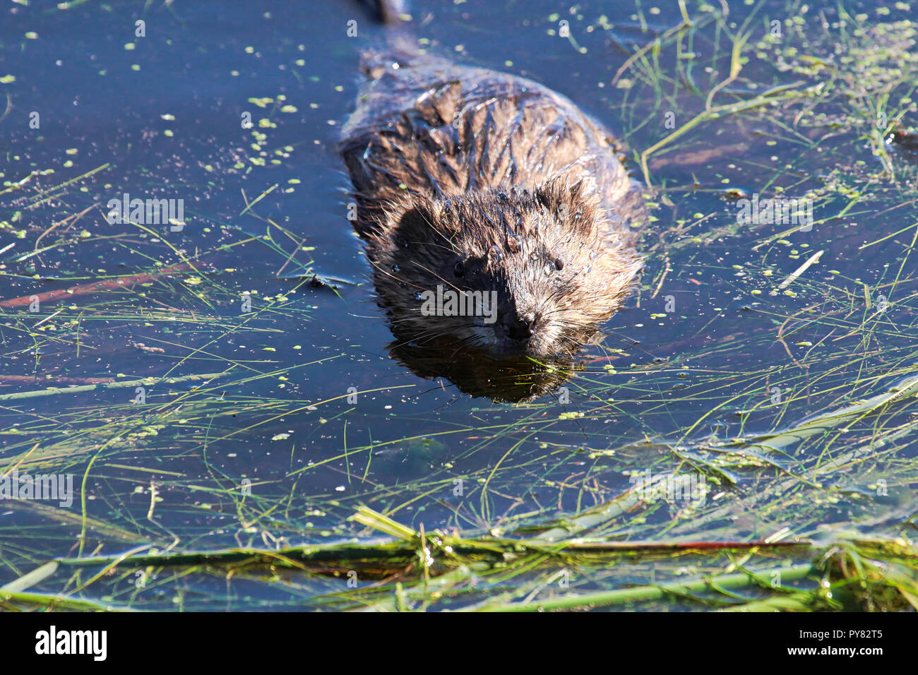Muskrat swimming hi-res stock photography and images - Alamy