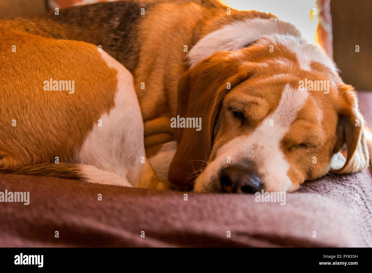 Nap on the bed hi-res stock photography and images - Alamy