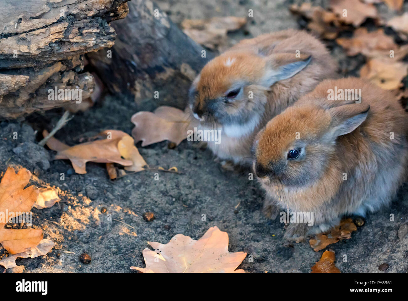 Close up picture of two young cute rabbits Stock Photo - Alamy