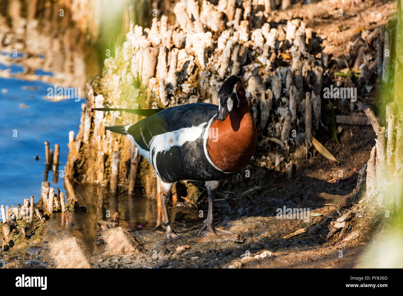 Red-breasted Goose or Branta ruficollis next to lake Stock Photo - Alamy