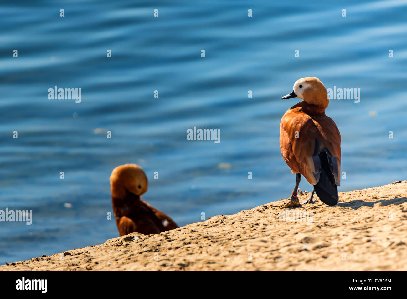 Ruddy Shelducks High Resolution Stock Photography and Images - Alamy